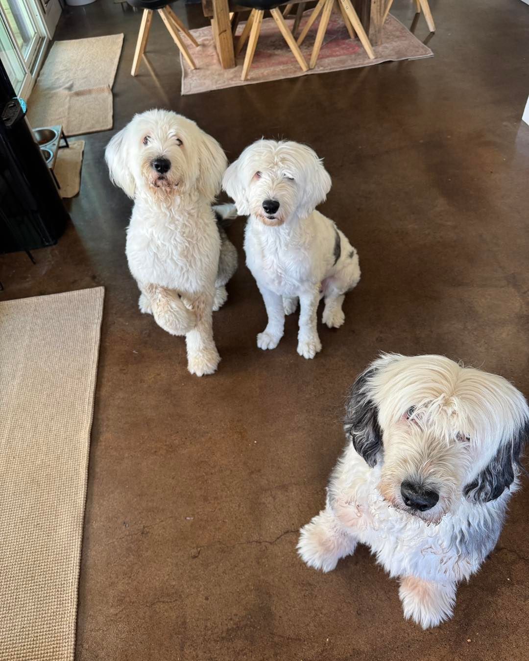 Available Dogs