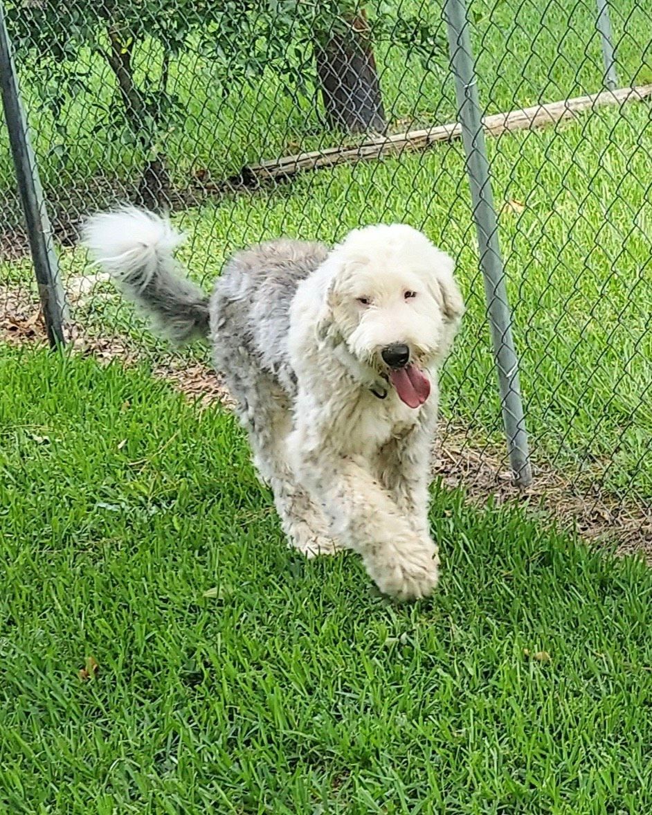 Available Dogs
