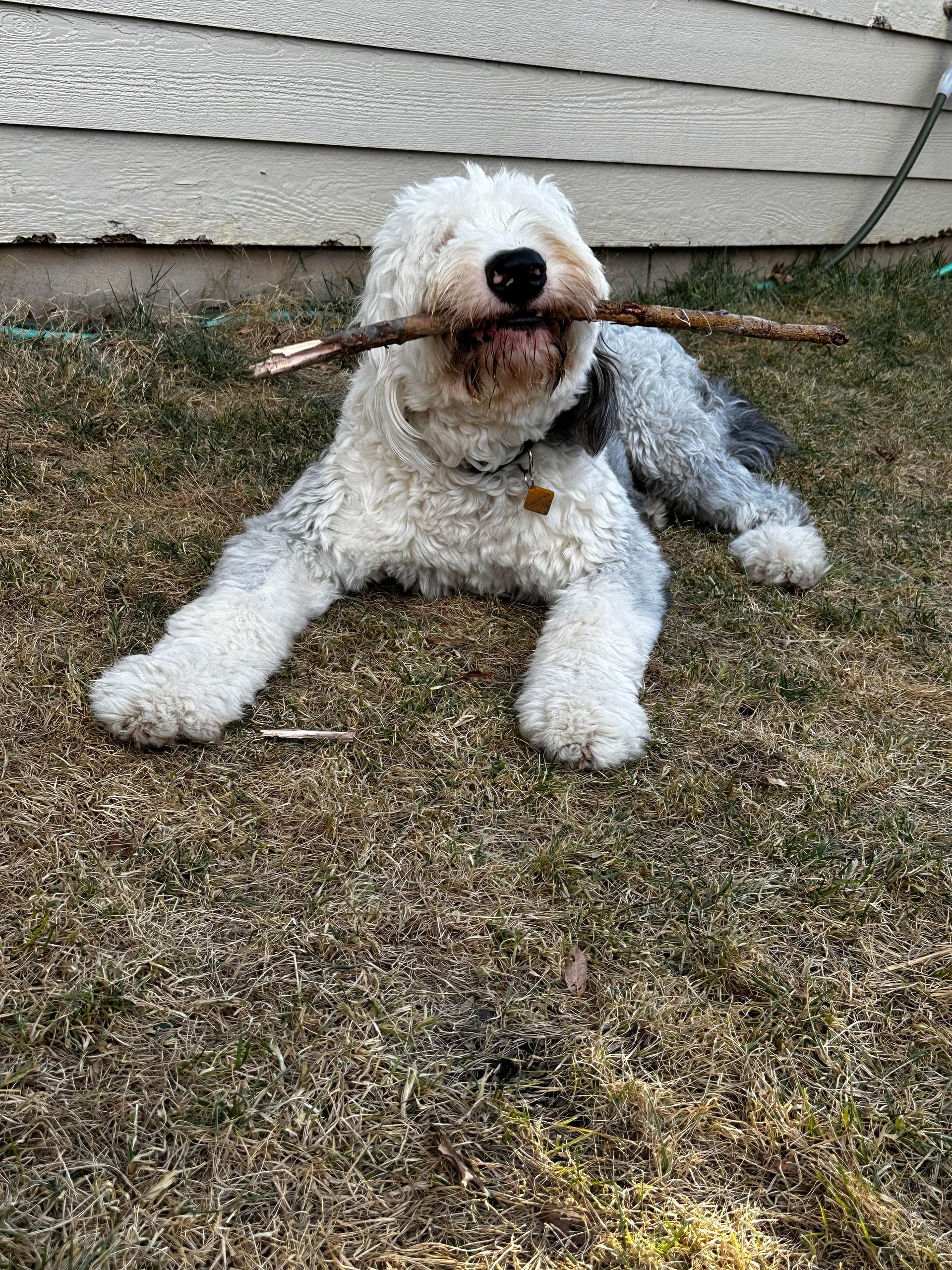 Gus