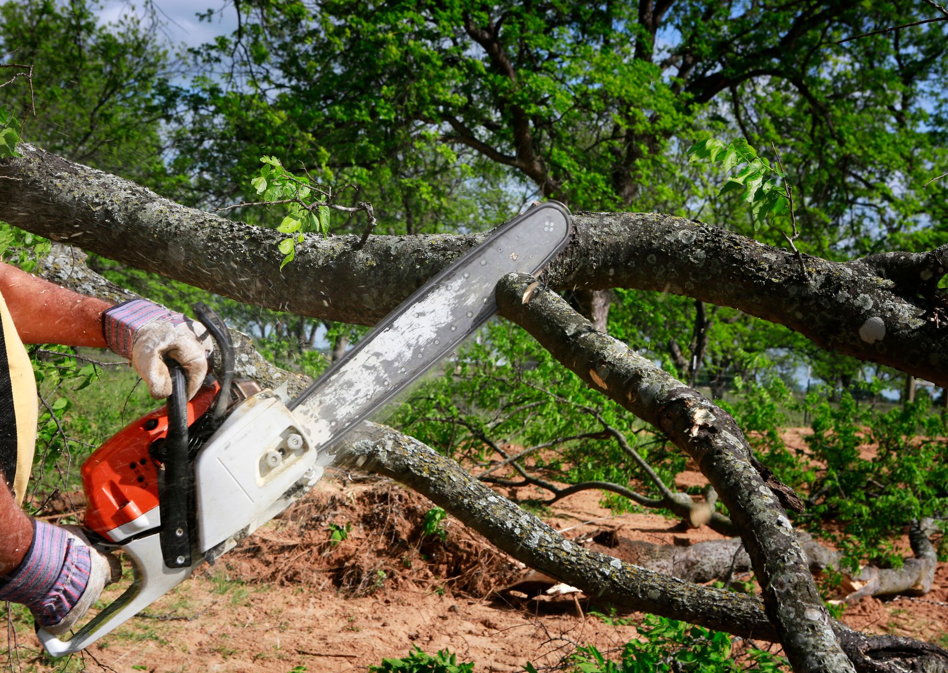 Tree Care | Ramona, CA | Estates Tree Service