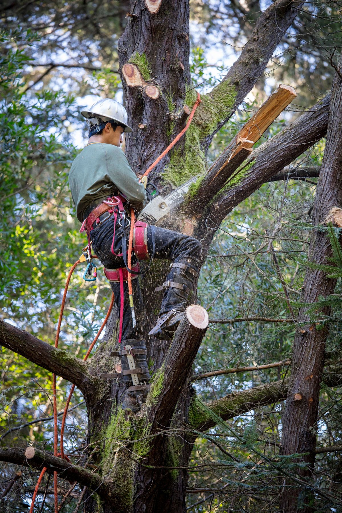 Tree Care | Ramona, CA | Estates Tree Service