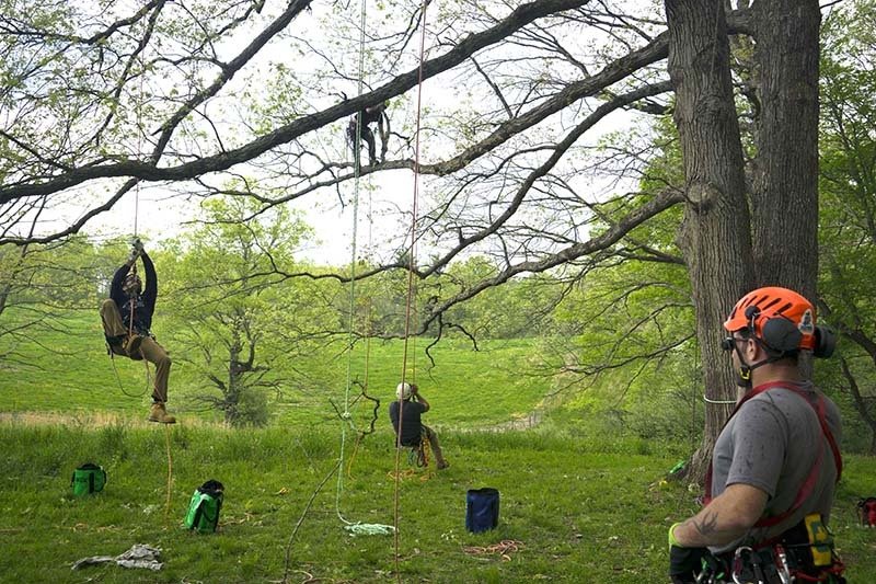 ArborMaster Photo GalleryTree Climbing & Work Positioning Photo Gallery