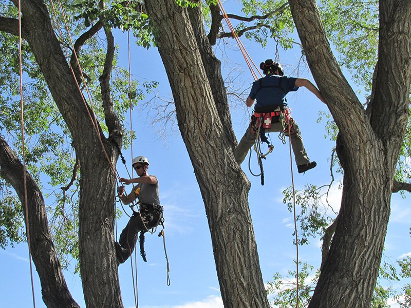 ArborMaster: Types of Arborist & Tree Worker Hands-On Training