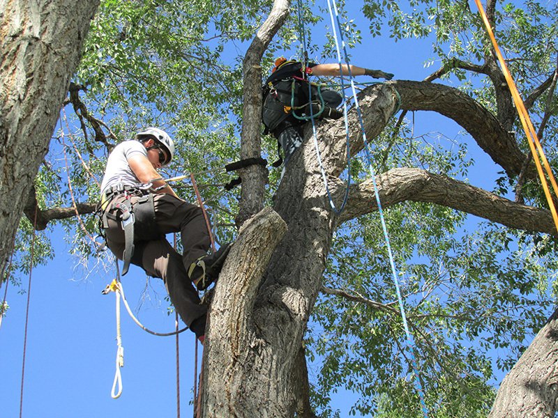 ArborMaster Photo GalleryTree Climbing & Work Positioning Photo Gallery