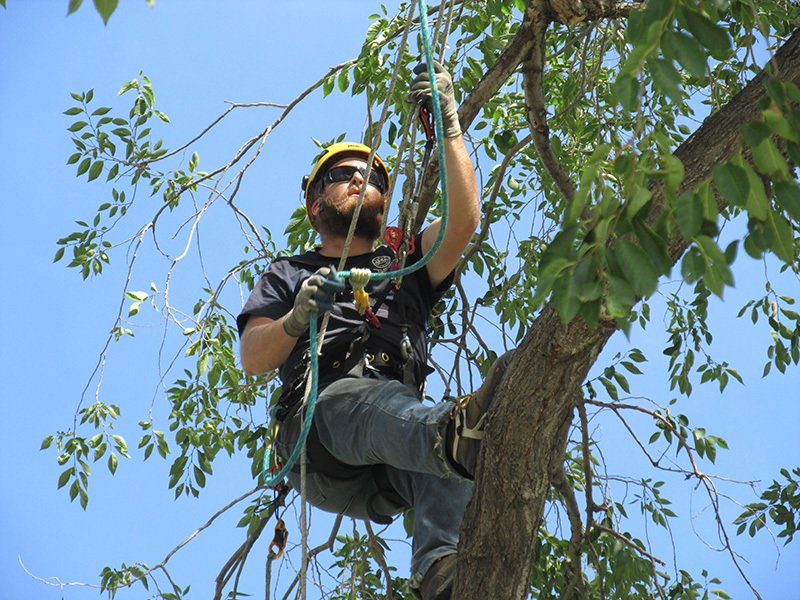 ArborMaster Photo GalleryTree Climbing & Work Positioning Photo Gallery