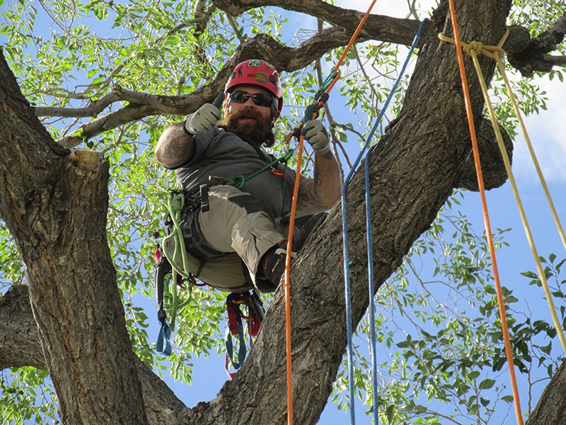ArborMaster Photo GalleryTree Climbing & Work Positioning Photo Gallery