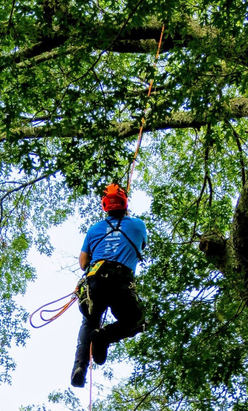 ArborMaster Photo GalleryTree Climbing & Work Positioning Photo Gallery