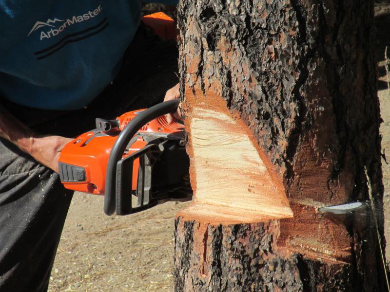 ArborMaster Photo GalleryTree Climbing & Work Positioning Photo Gallery