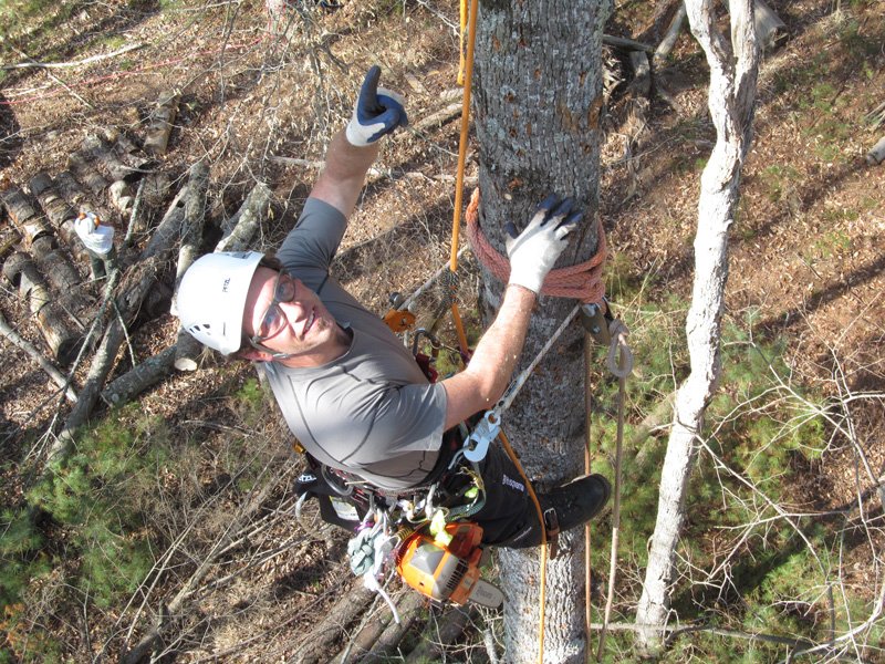 ArborMaster Photo GalleryTree Climbing & Work Positioning Photo Gallery