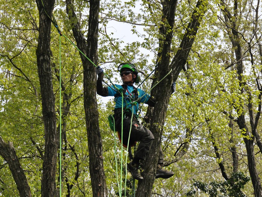 About ArborMaster Arborist & Tree Worker Training