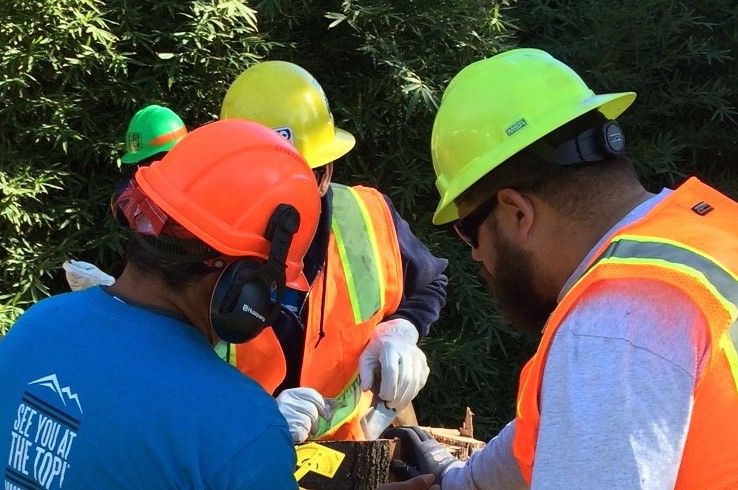 About ArborMaster Arborist & Tree Worker Training