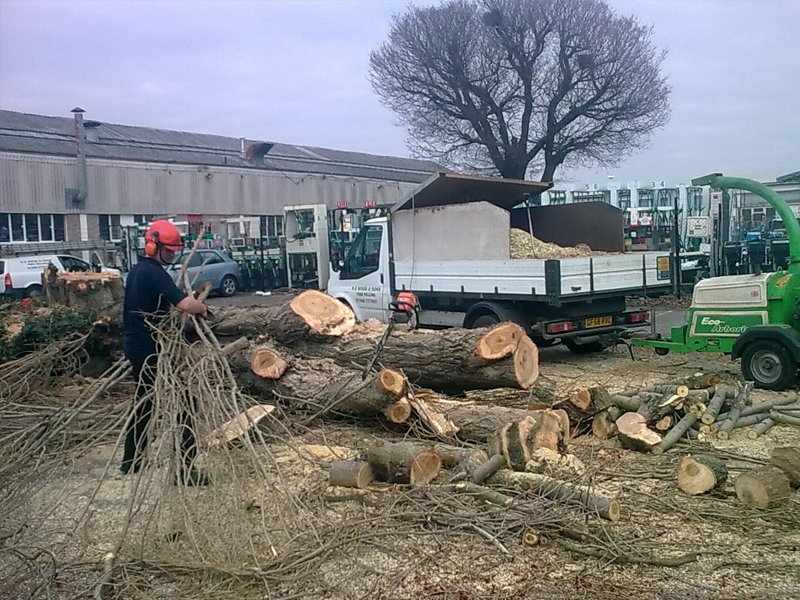 Tree Surgeons | Rayleigh | R. E. Wood & Sons