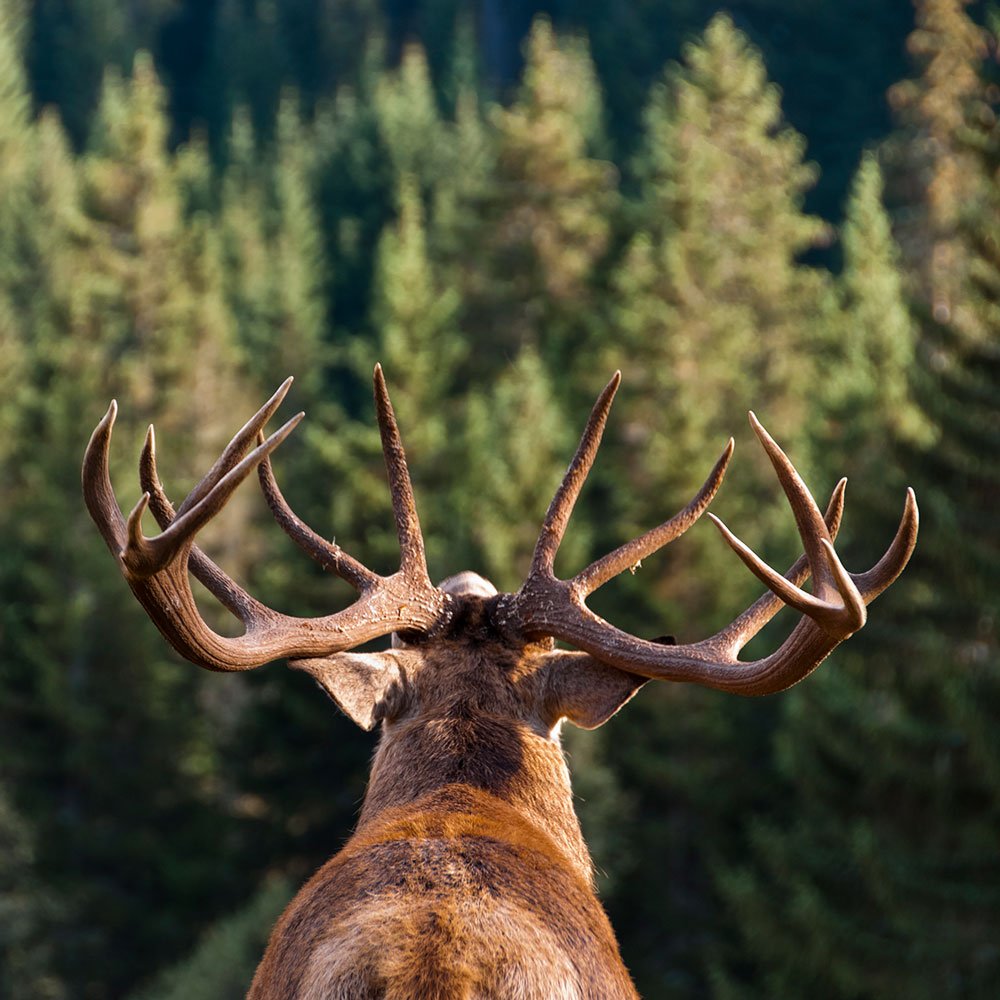 Rights to Hunt | Grand Rapids, MI | SCI Michigan Chapter