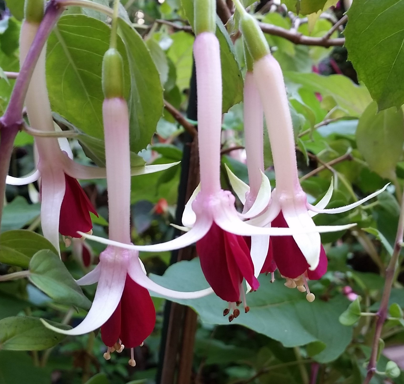 Fuchsiabreeders.nl