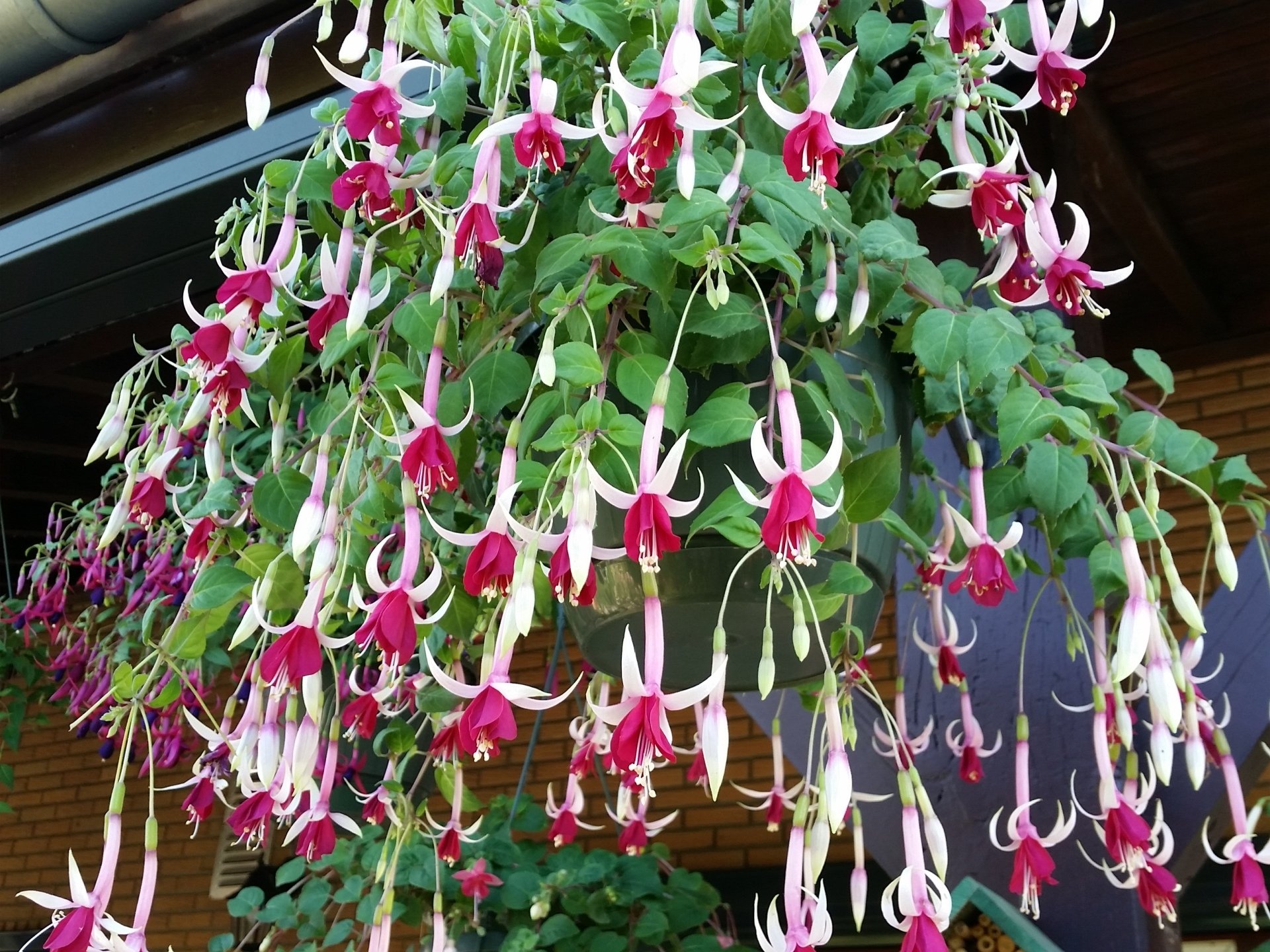 Fuchsiabreeders.nl