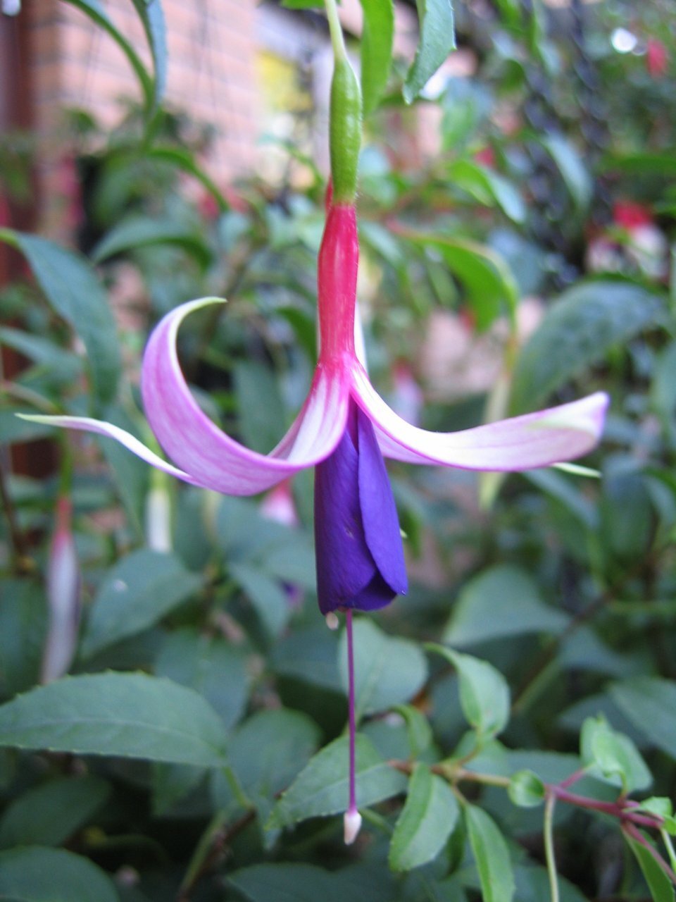 Fuchsiabreeders.nl