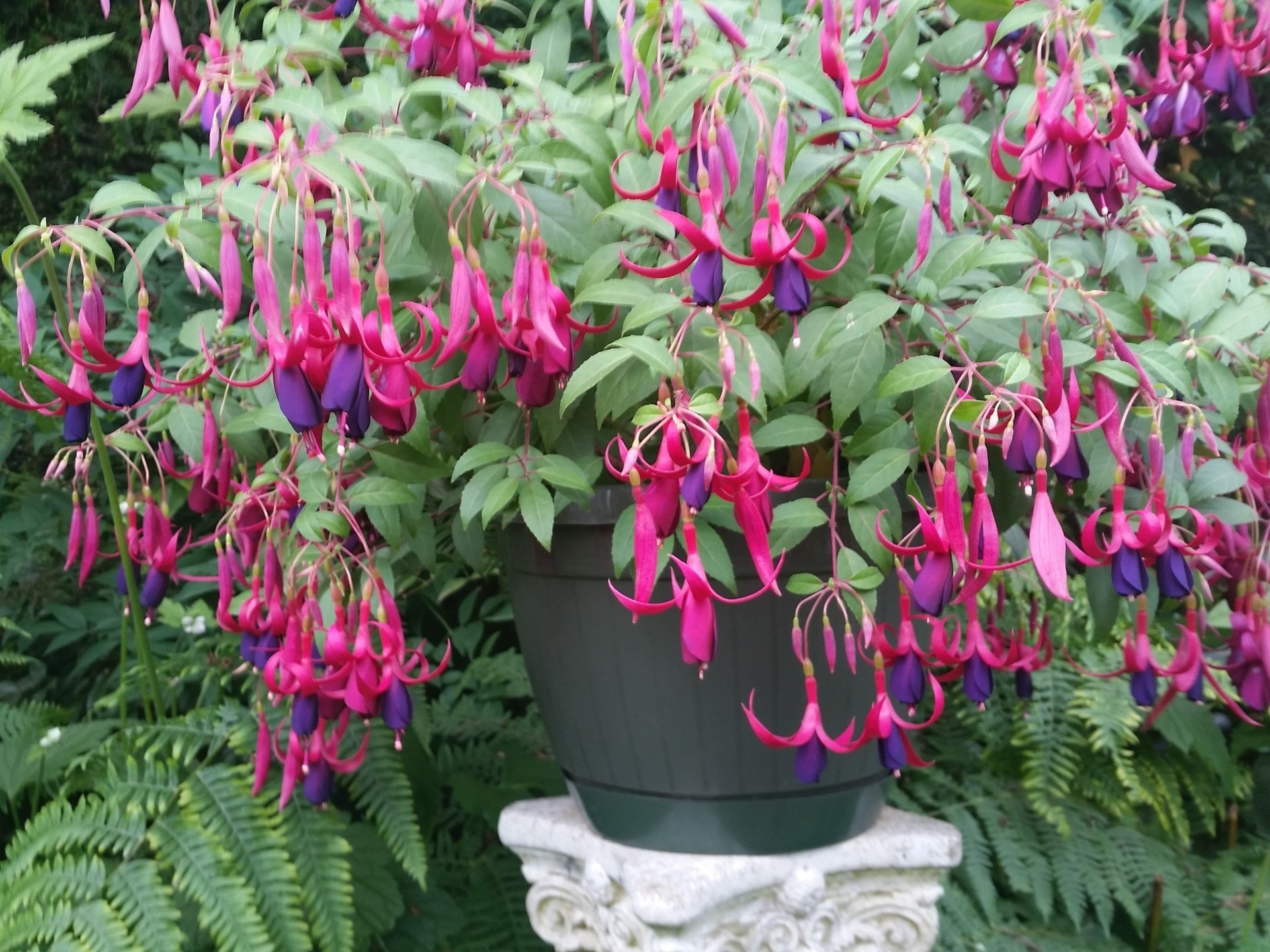 Fuchsiabreeders.nl
