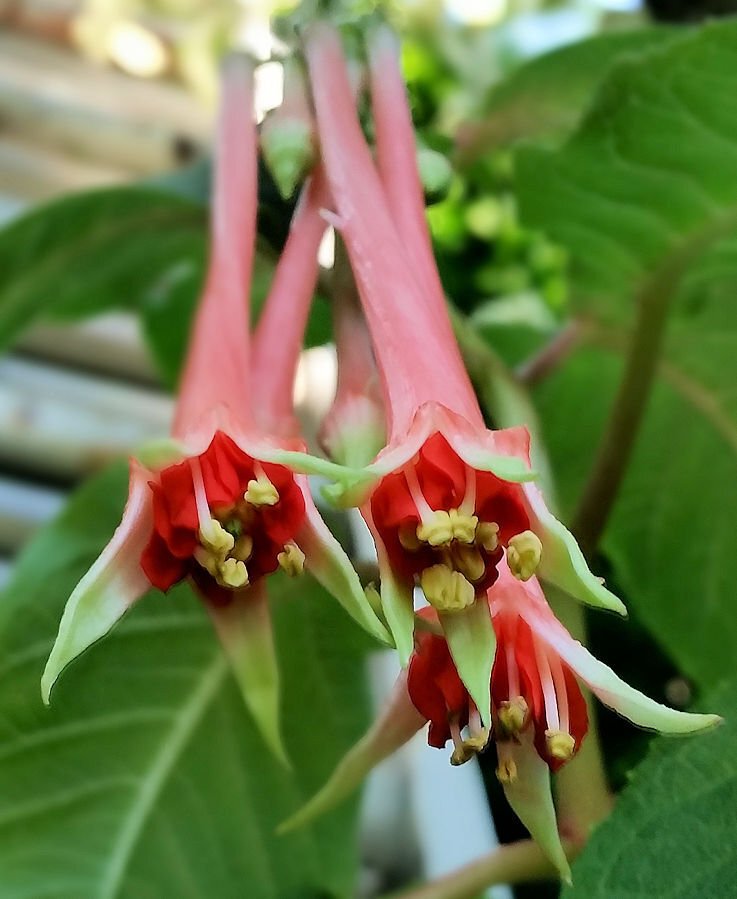 Fuchsiabreeders.nl