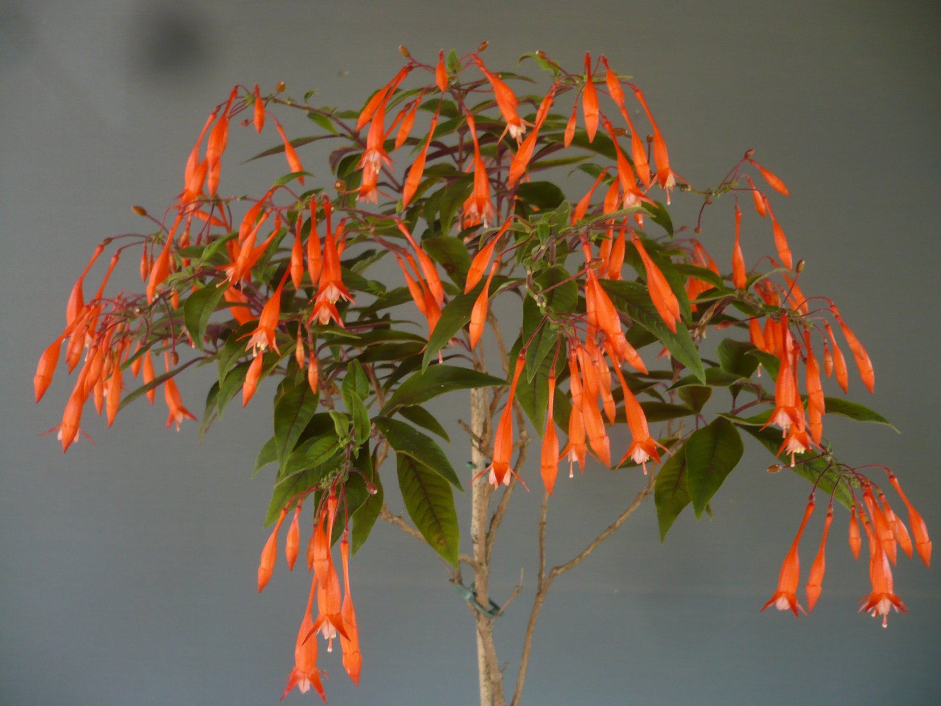Fuchsiabreeders.nl