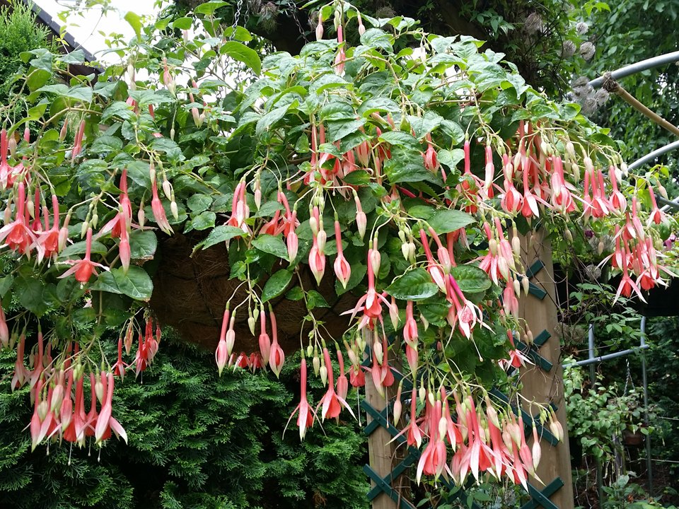 Fuchsiabreeders.nl