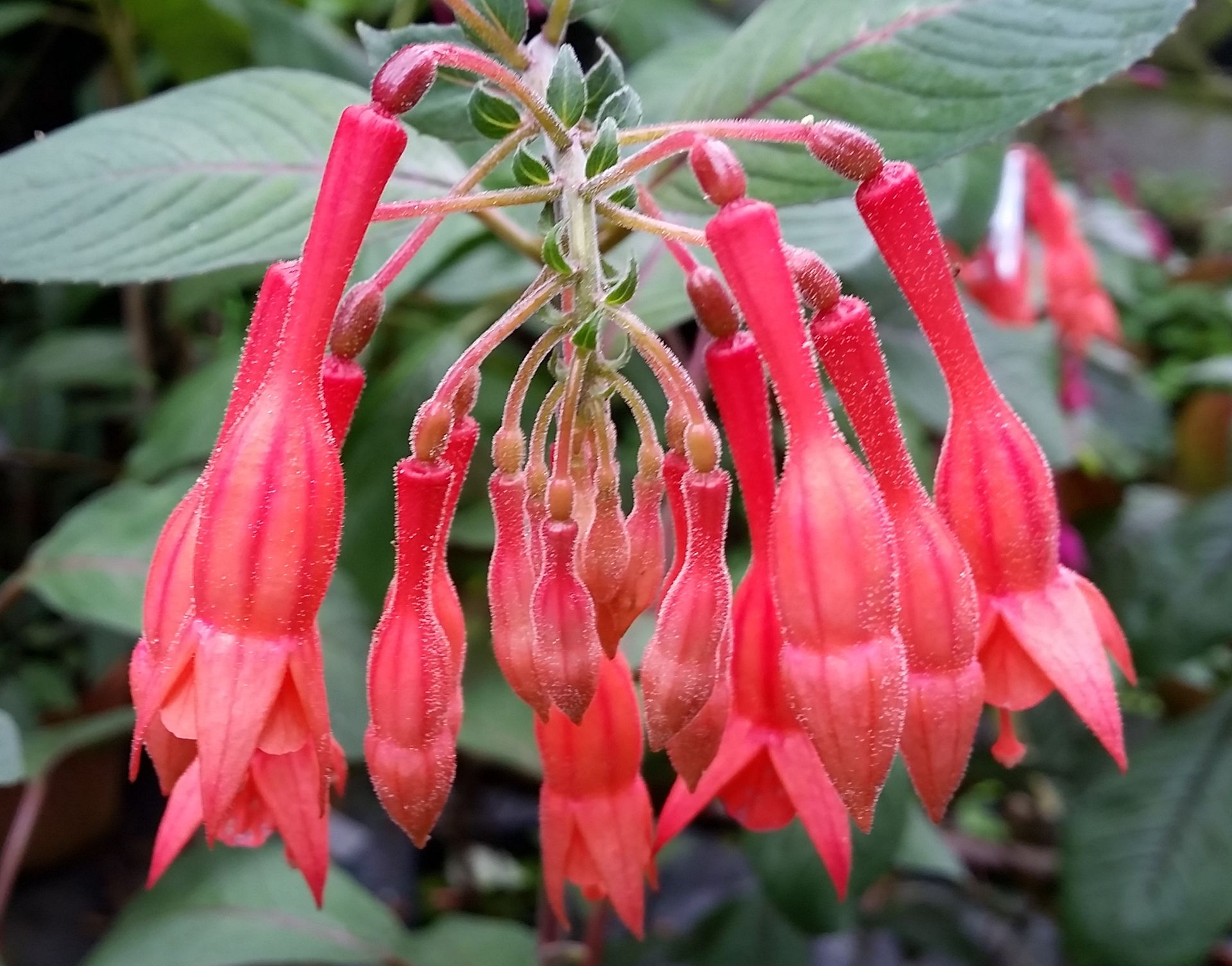 Fuchsiabreeders.nl