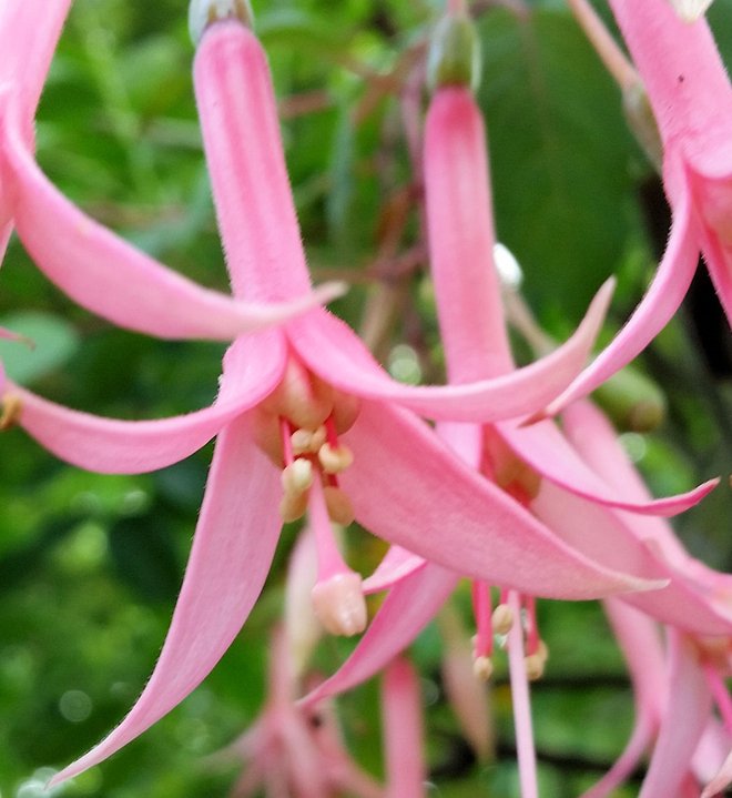 Fuchsiabreeders.nl