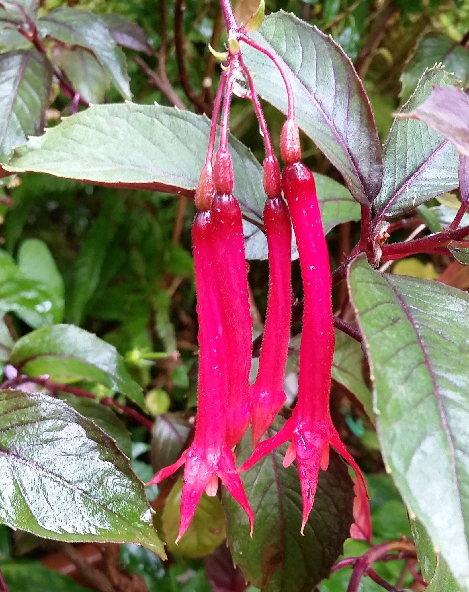 Fuchsiabreeders.nl