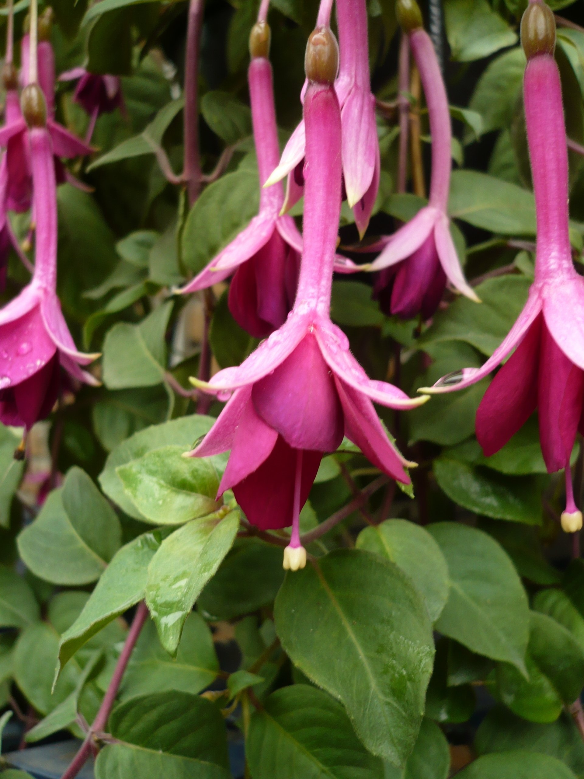Fuchsiabreeders.nl