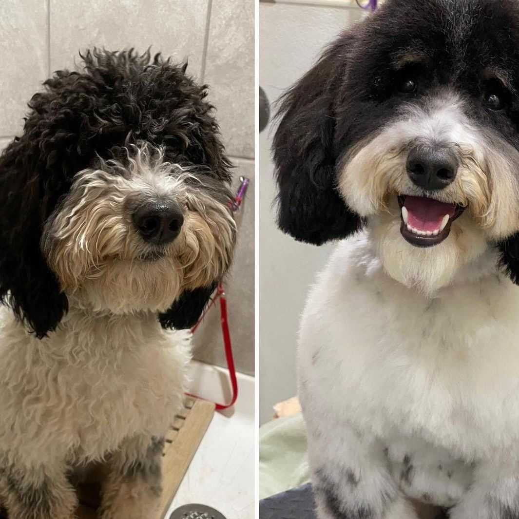 Wags and Whiskers Pet Resort