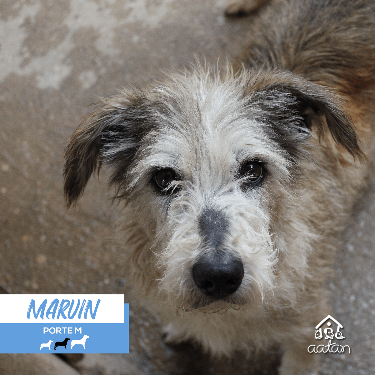 Adoção de Cachorro em Sorocaba | AATAN