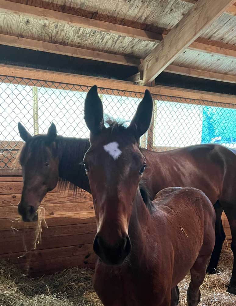 Stonegate Farm Gallery