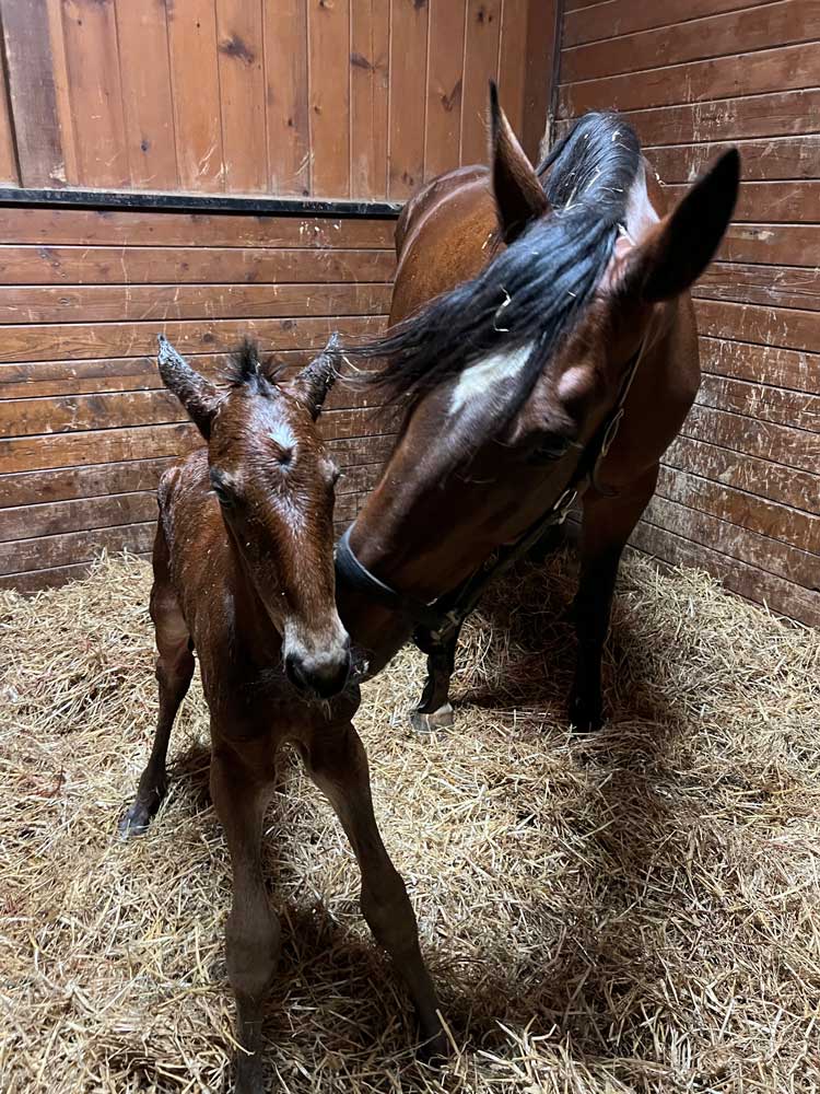 Stonegate Farm Gallery