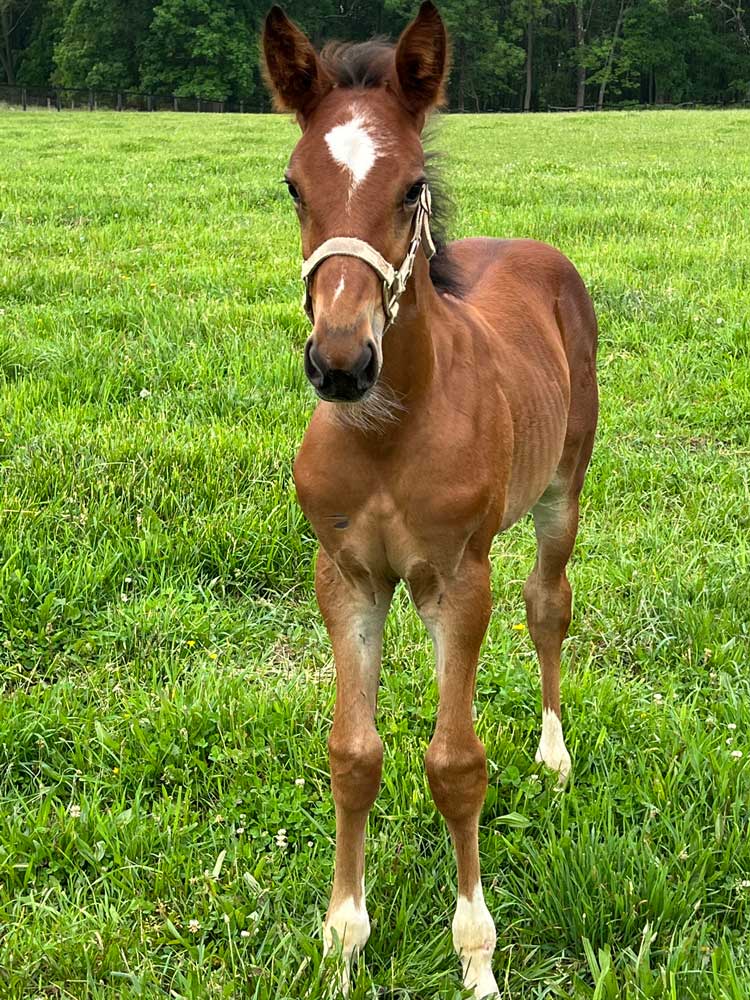 Stonegate Farm Gallery