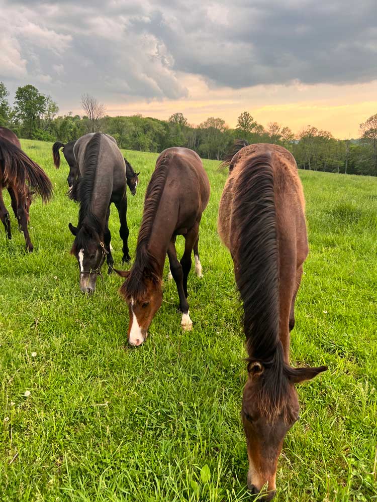 Stonegate Farm Gallery