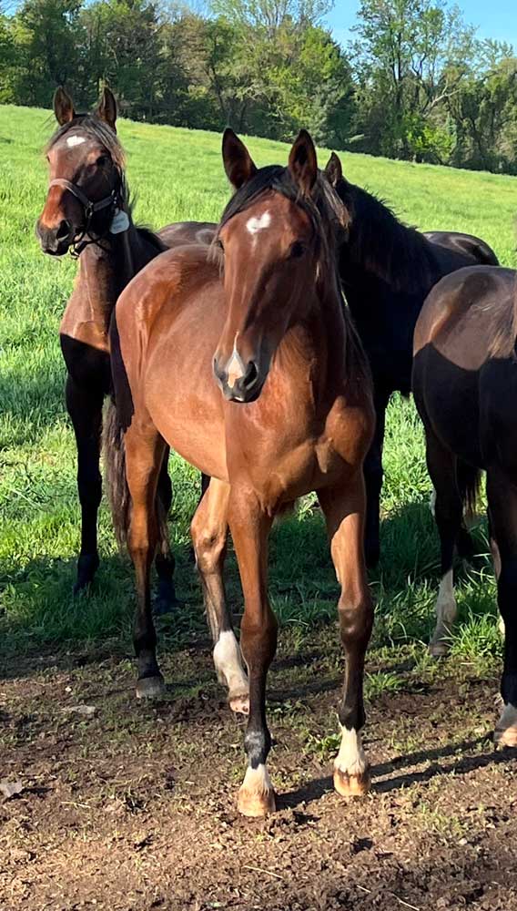 Stonegate Farm Gallery