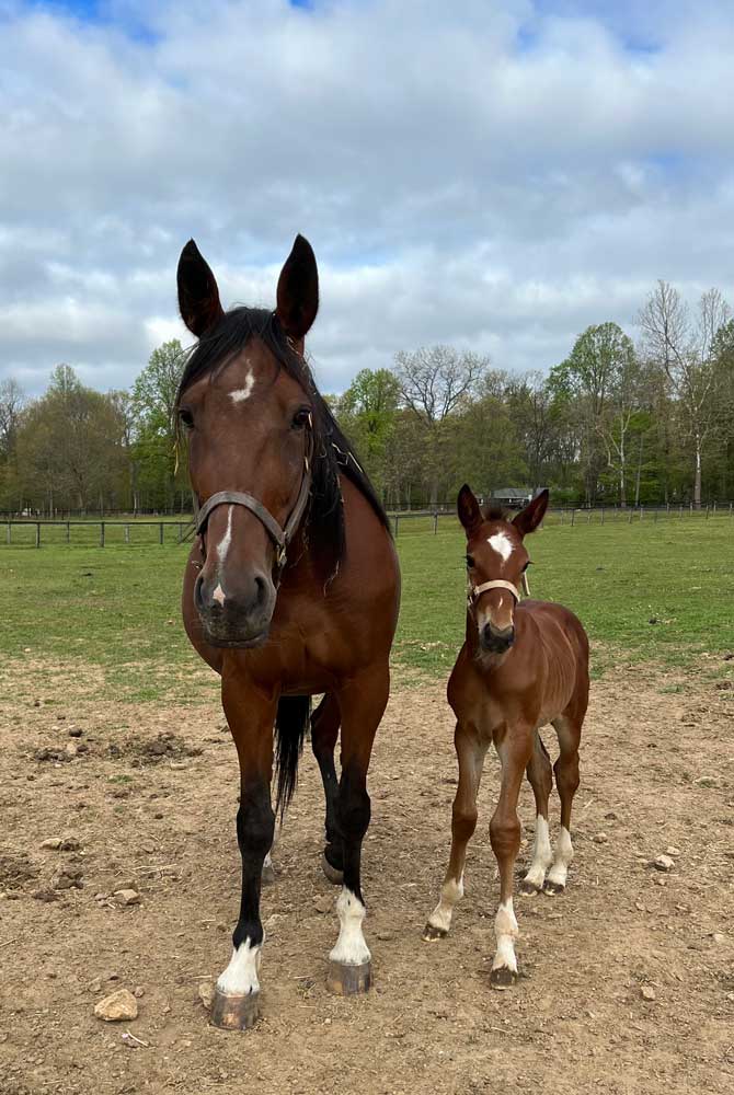 Stonegate Farm Gallery
