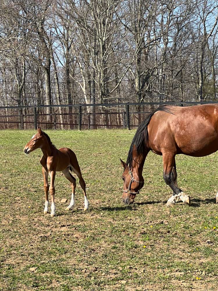 Stonegate Farm Gallery