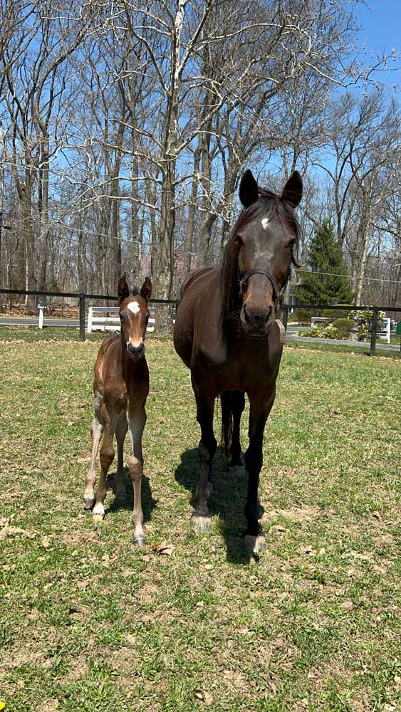 Stonegate Farm Gallery