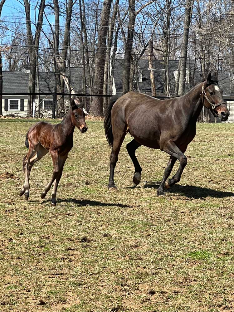 Stonegate Farm Gallery