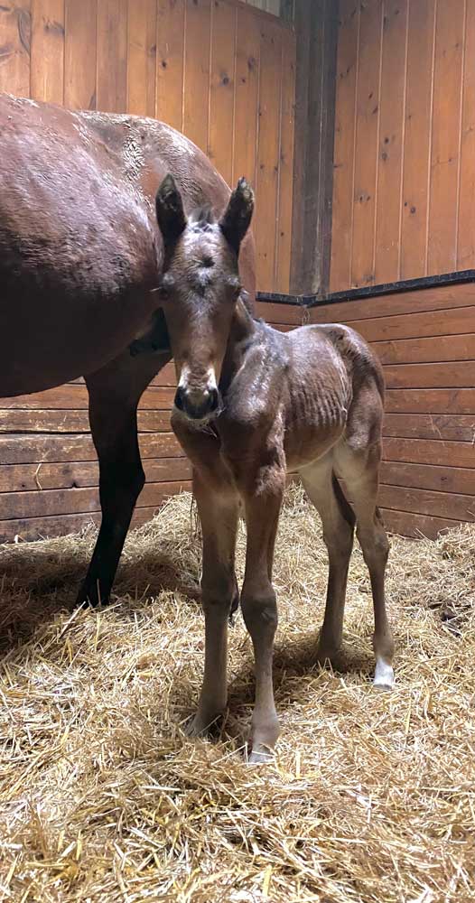 Stonegate Farm Gallery