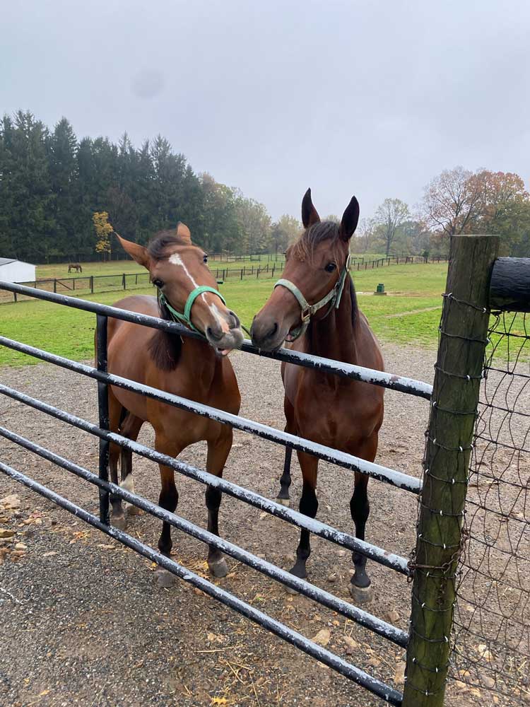 Stonegate Farm Gallery