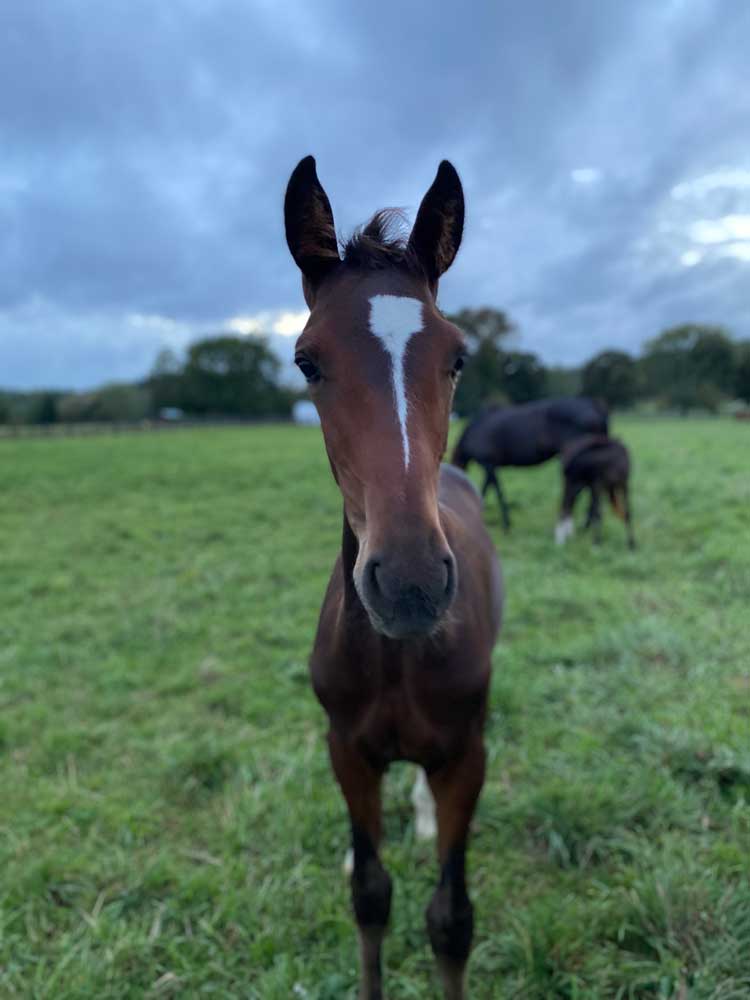 Stonegate Farm Gallery