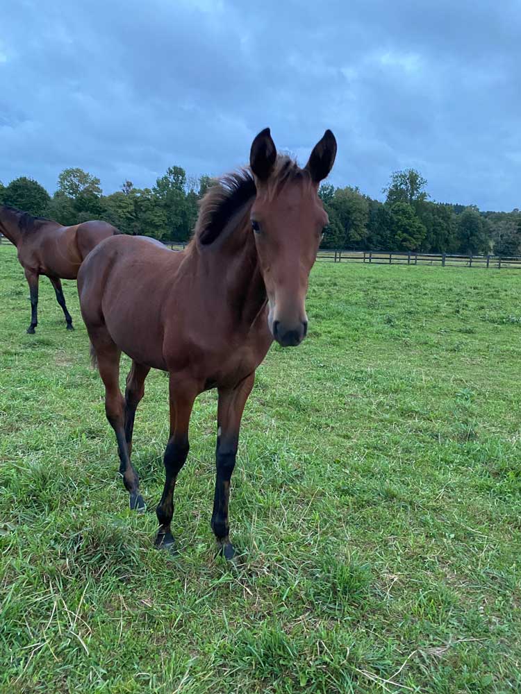 Stonegate Farm Gallery
