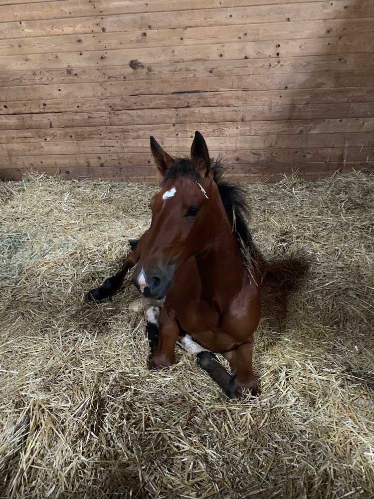 Stonegate Farm Gallery