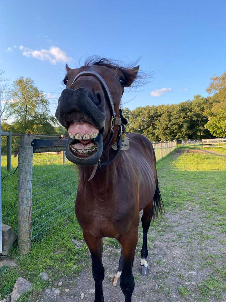 Stonegate Farm Gallery