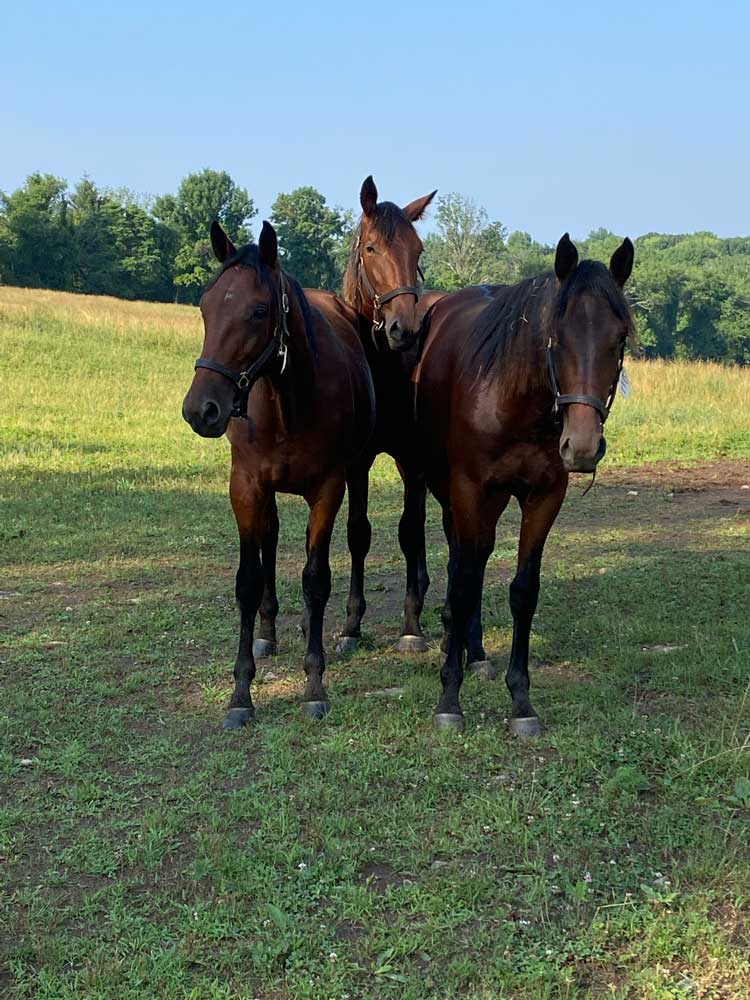 Stonegate Farm Gallery