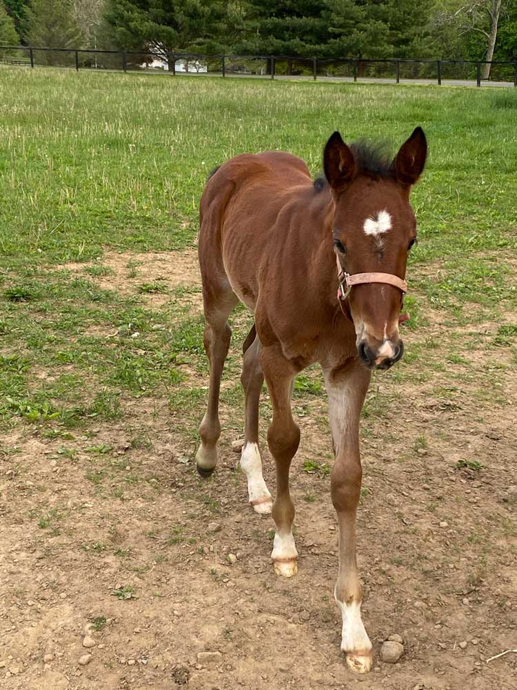 Stonegate Farm Gallery