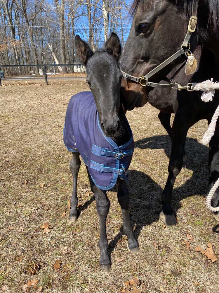 Stonegate Farm Gallery