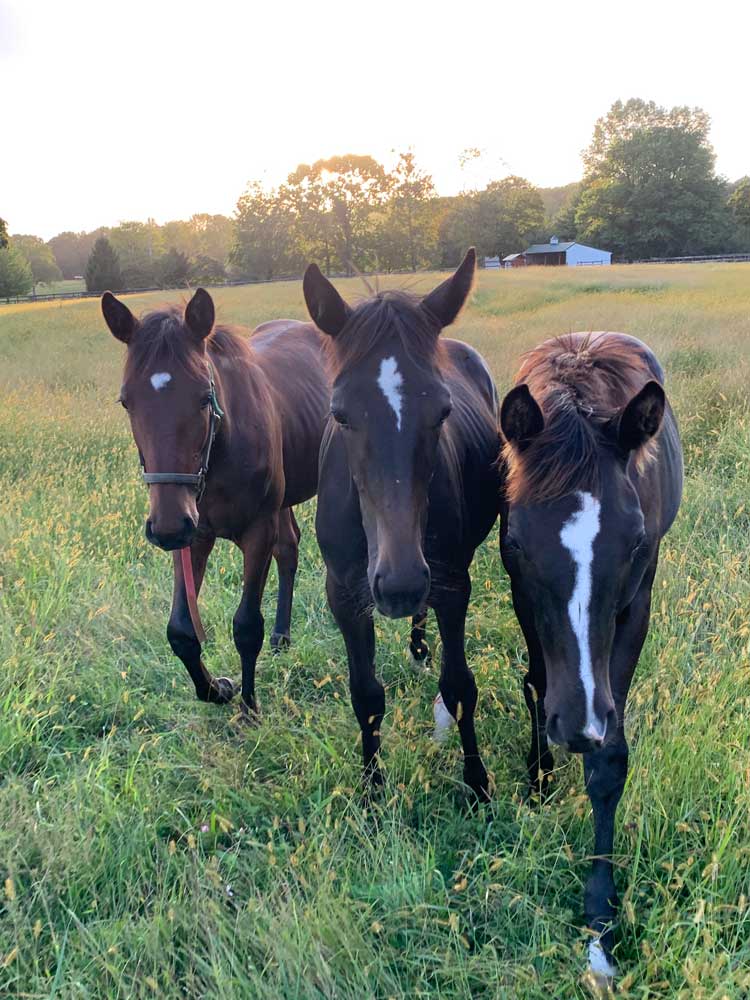 Stonegate Farm Gallery