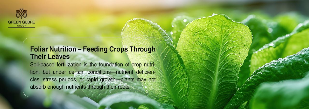 Foliar Fertilizers, Fast Nutrition via Leaves | Green Gubre Group